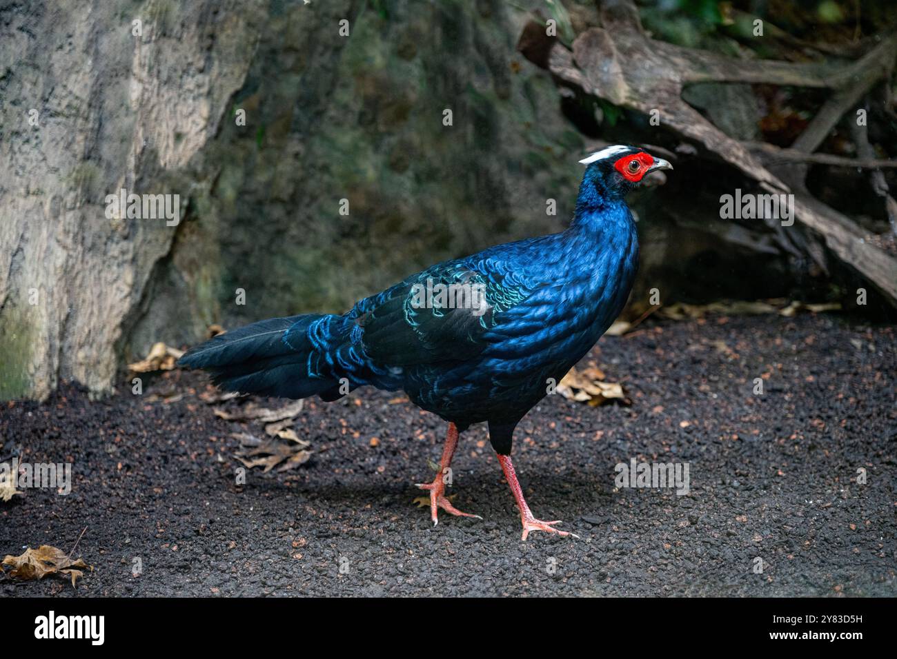 Edwards‘s pheasant (Lophura edwardsi Stock Photo - Alamy