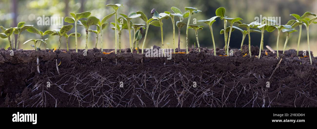 Sunflower seed germination hi-res stock photography and images - Alamy