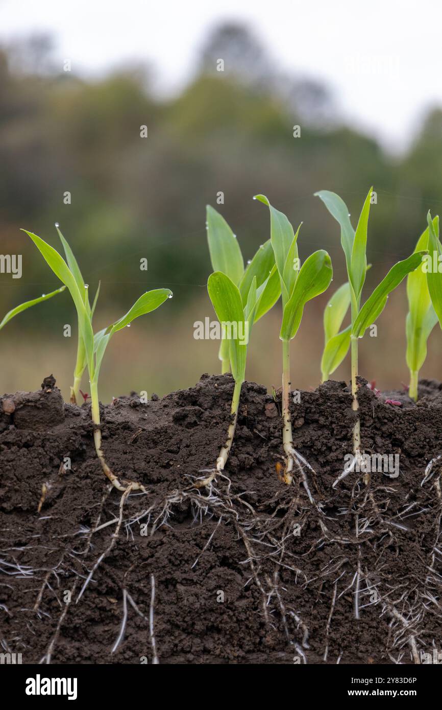 young corn plants in soil with roots Stock Photo - Alamy