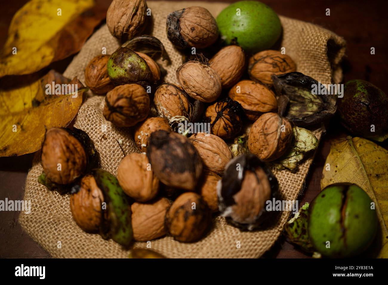 Walnuts fresh from the garden Stock Photo - Alamy
