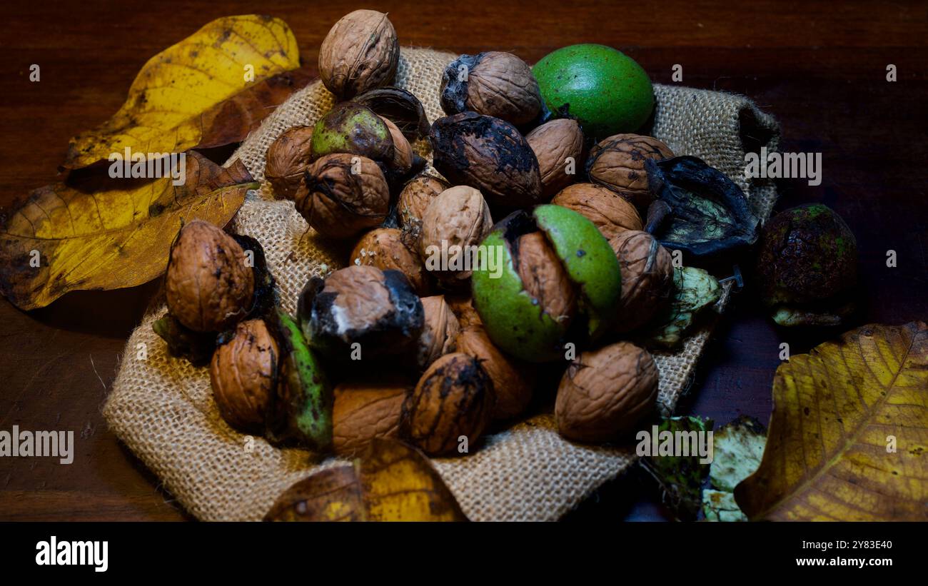 Walnuts fresh from garden hi-res stock photography and images - Alamy