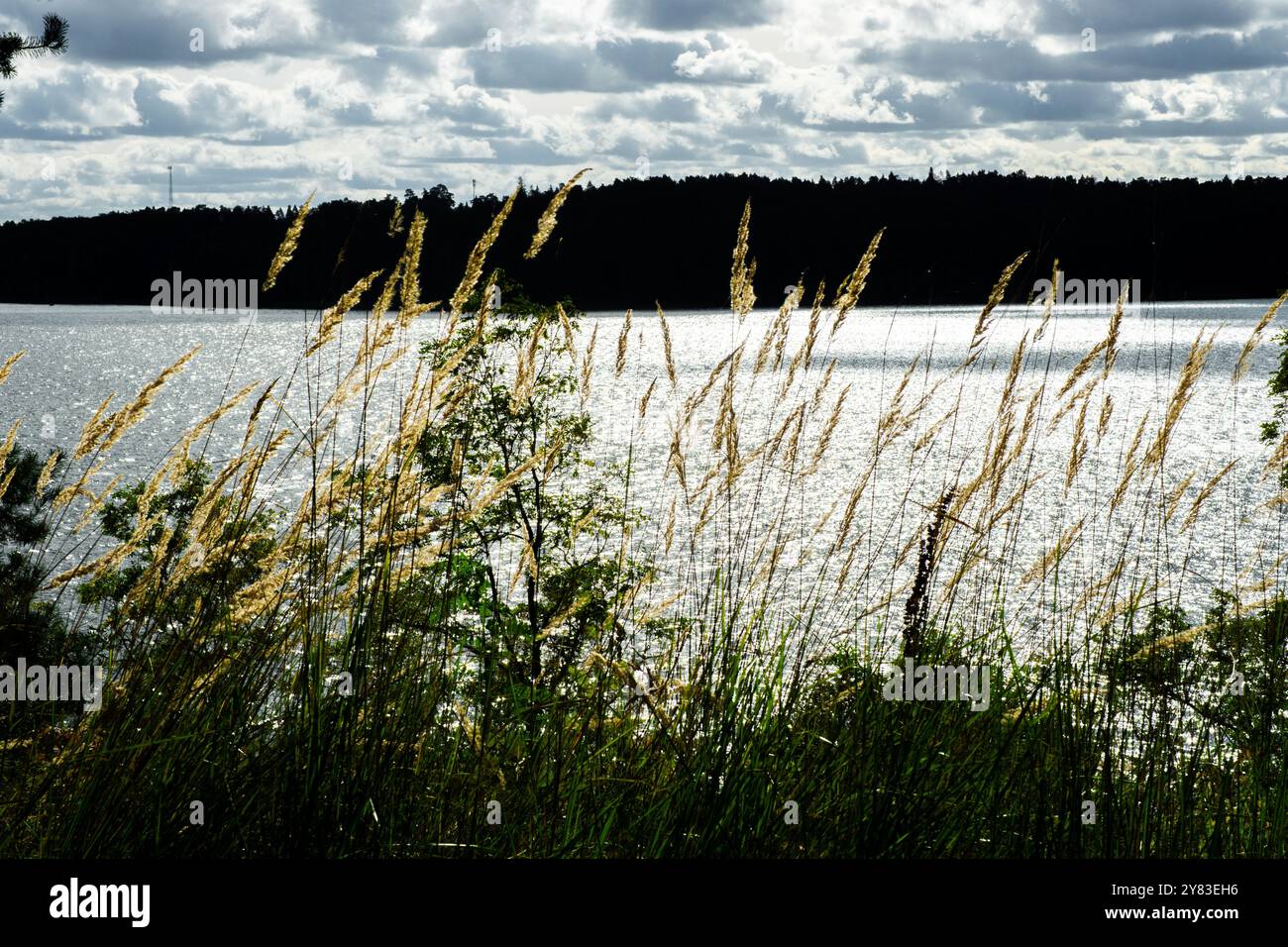 A peaceful view of nature where we can see the water through the ...