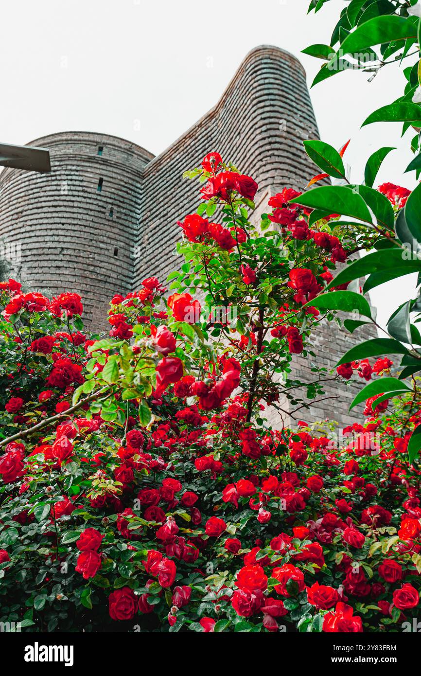 Beautiful Red Flowers Near the Maiden Tower. Baku, Azerbaijan Stock ...
