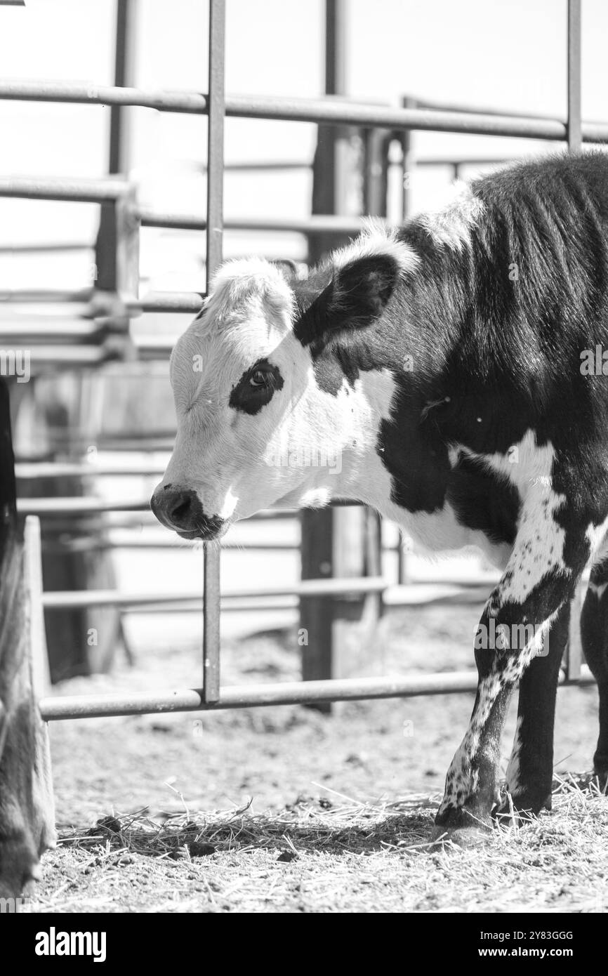 Beautiful cow Black and White Stock Photos & Images - Alamy