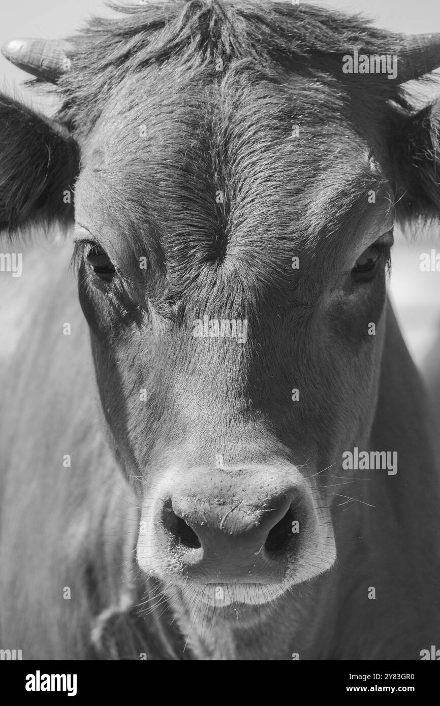 black and white bull face Stock Photo - Alamy