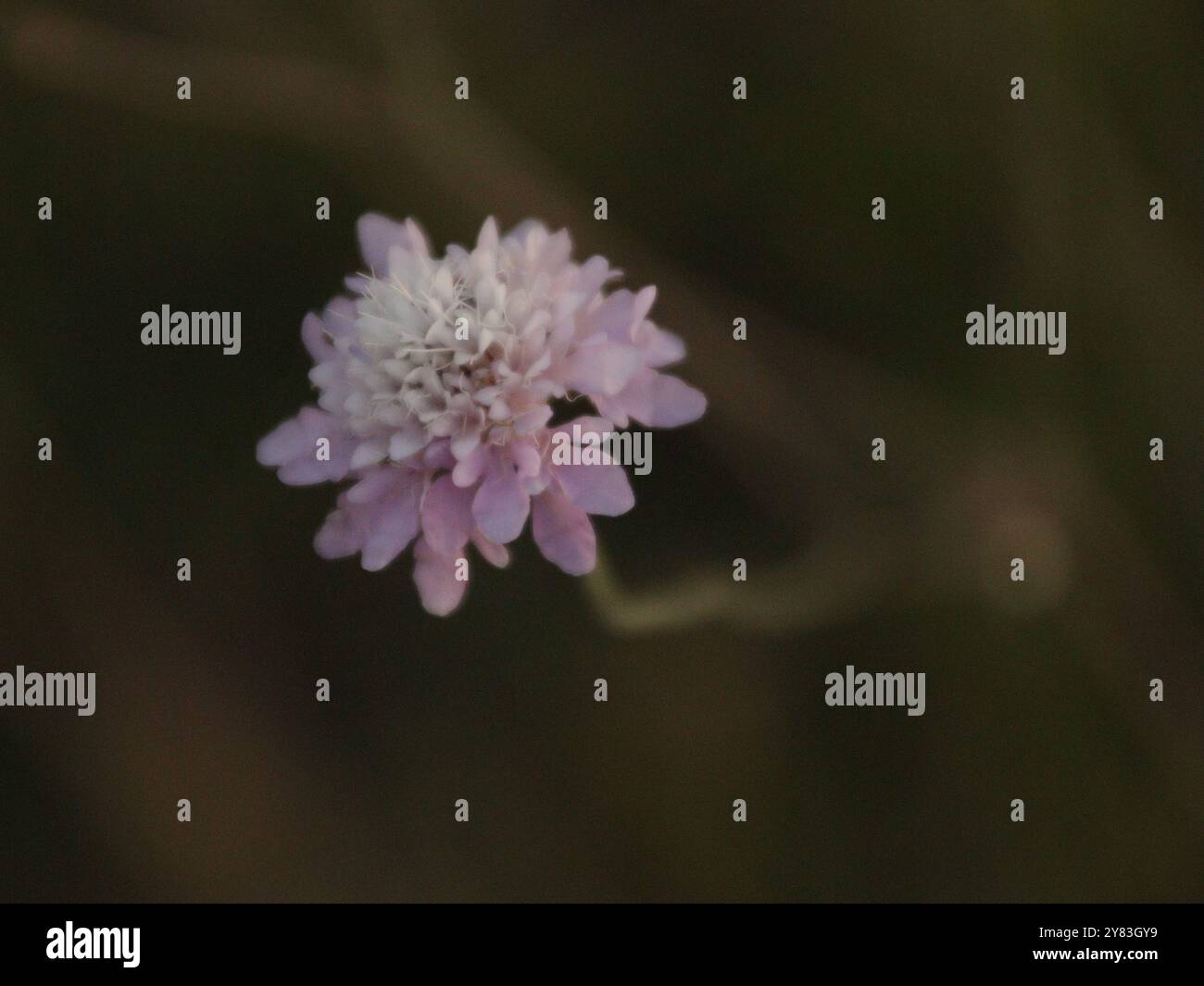 Biological flower hi-res stock photography and images - Alamy