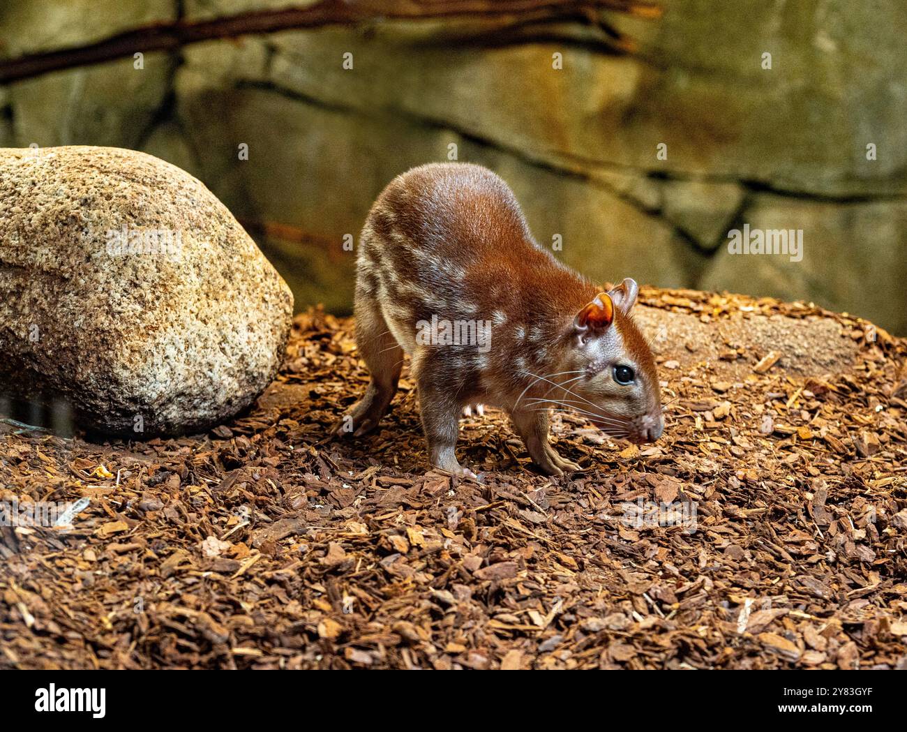 Floresta south america hi-res stock photography and images - Alamy