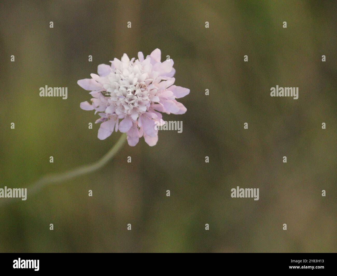 Zoom flor zoom hi-res stock photography and images - Alamy