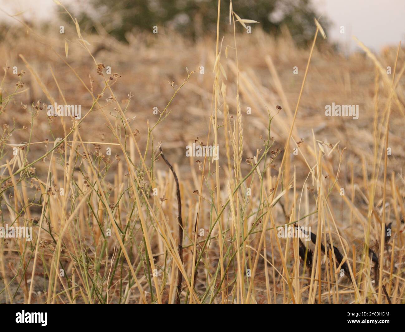 Burnt weed hi-res stock photography and images - Alamy