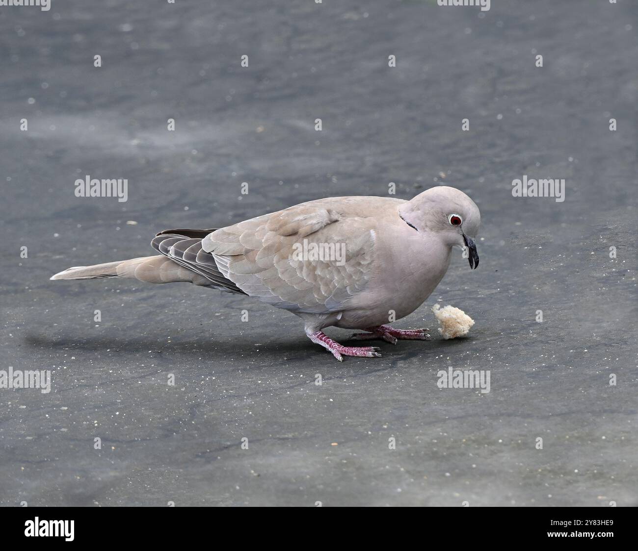 Young collared dove hi-res stock photography and images - Alamy