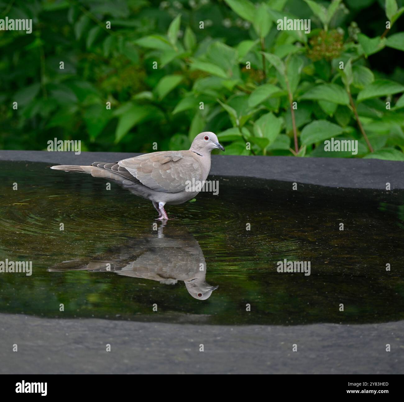 Collared dove standing in water with reflection Stock Photo - Alamy