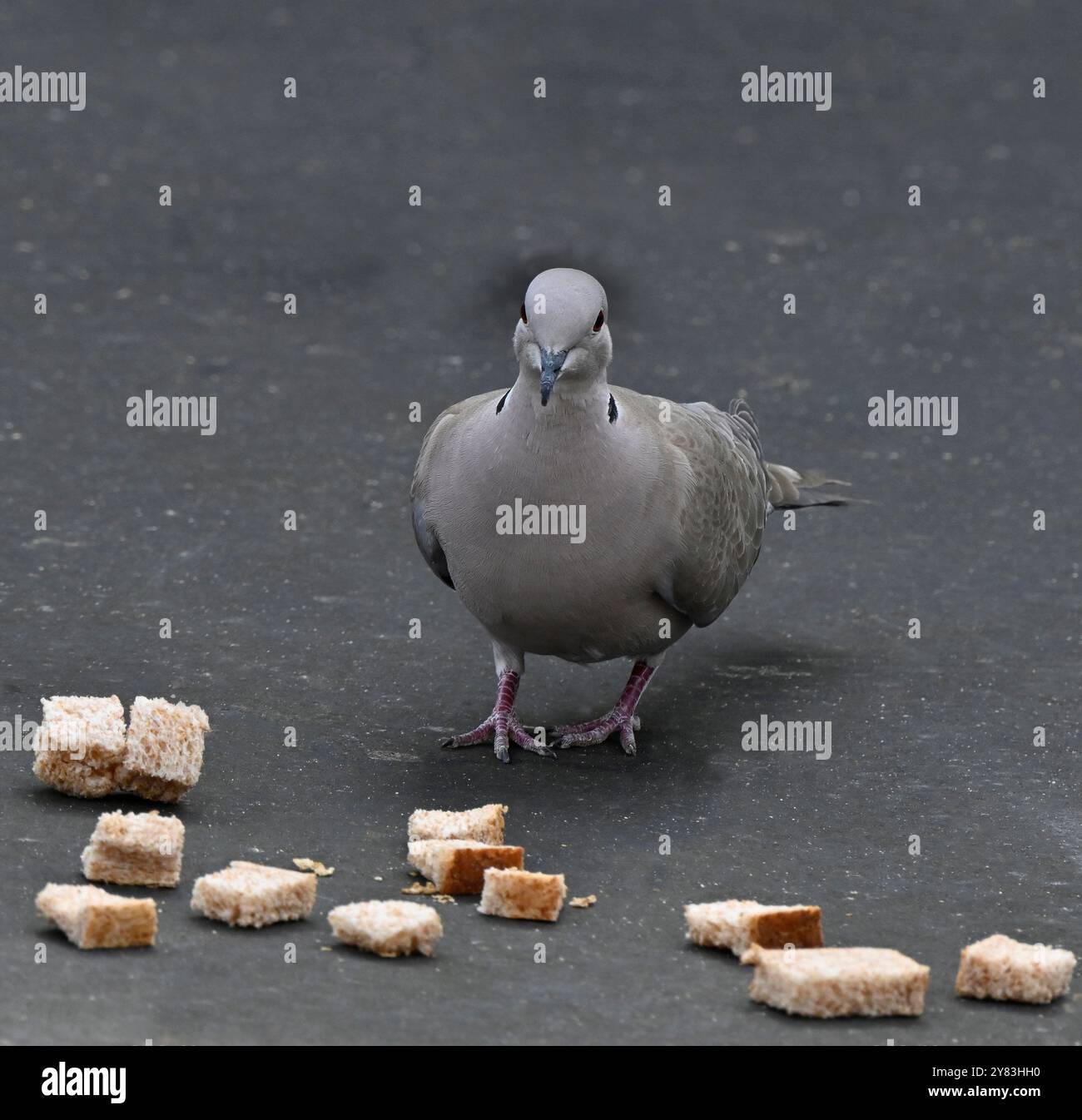 A forward facing Collared dove on a grey roof Stock Photo - Alamy