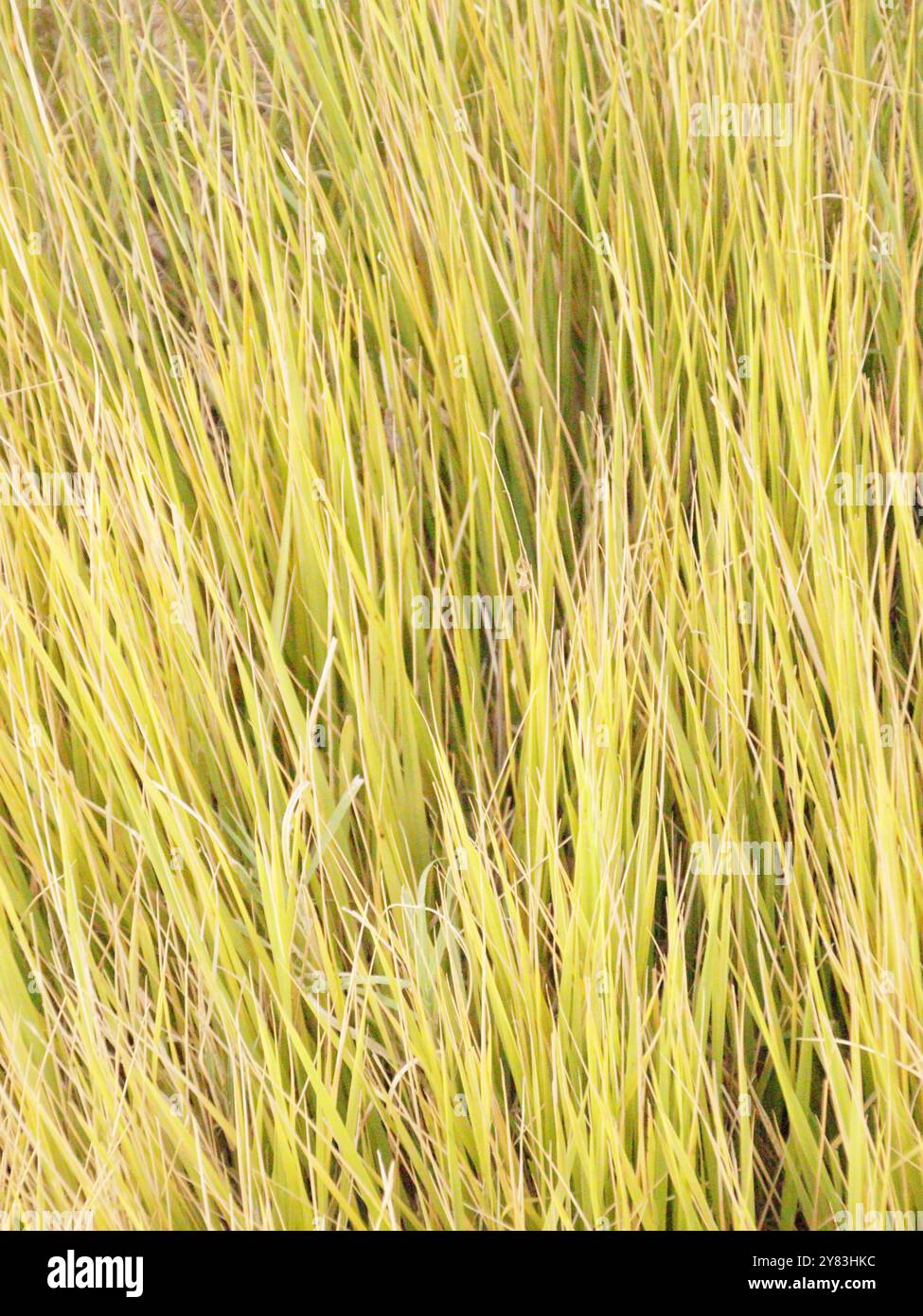 Zoom on grass haystacks Stock Photo - Alamy