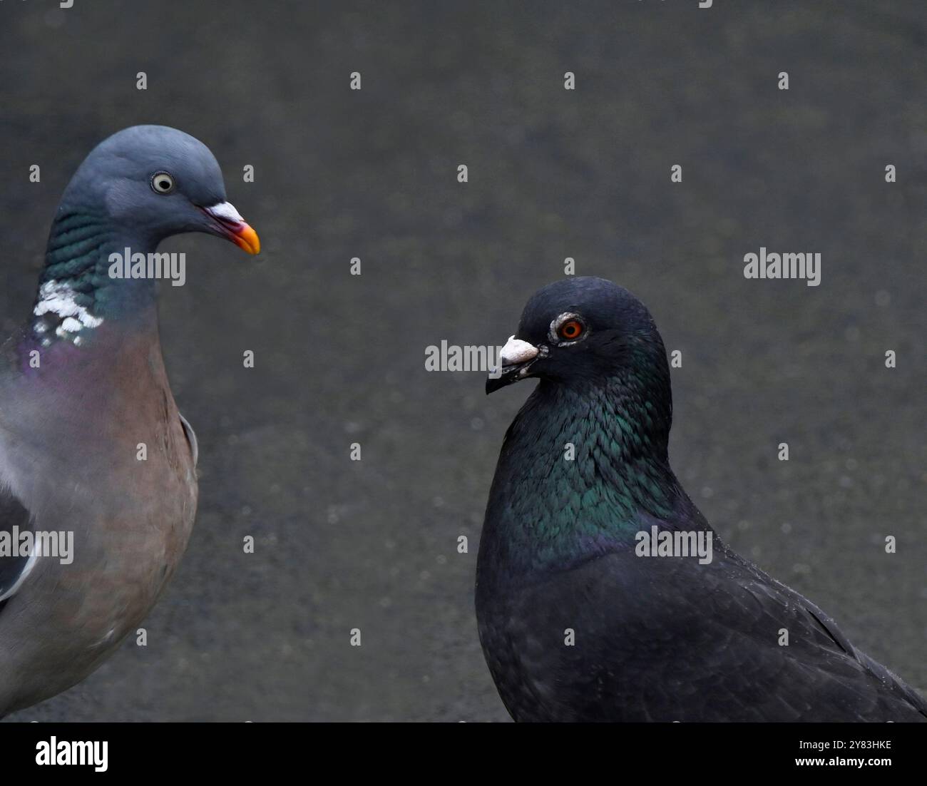 A stand-off between a Wood pigeon and a Feral pigeon against a grey ...