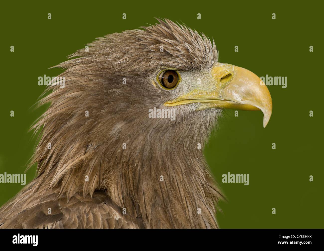 Superb eyesight hi-res stock photography and images - Alamy