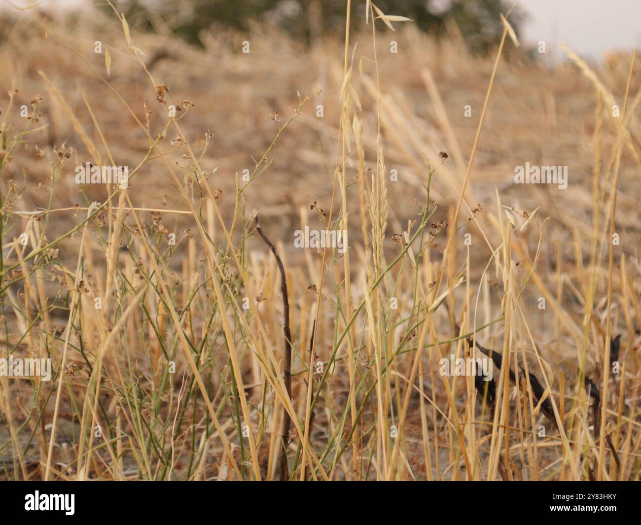 Strand wheat hi-res stock photography and images - Alamy