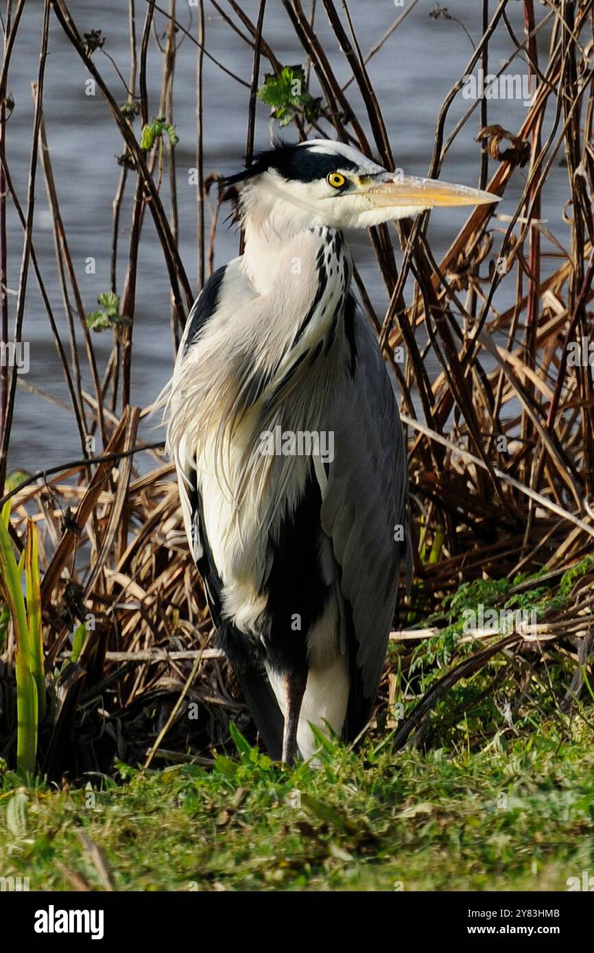 An adult Grey Heron standing on one leg, with its back towards a local ...