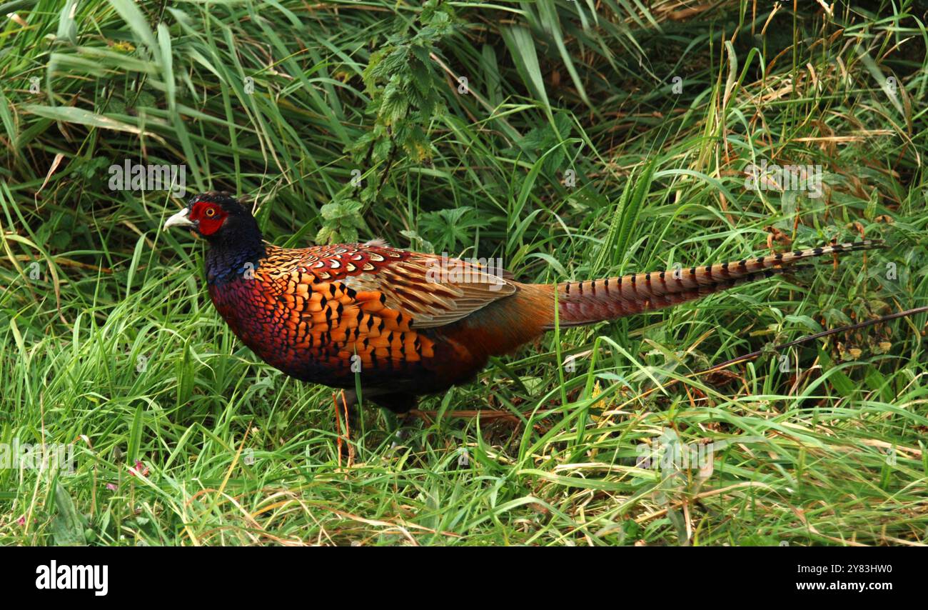 Young male pheasant hi-res stock photography and images - Alamy