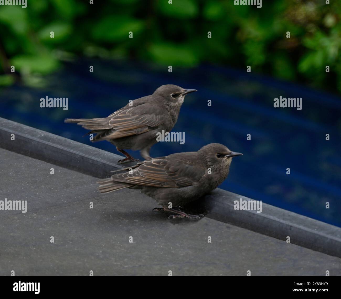 Two baby, newly fledged, starlings standing on a garage roof Stock ...