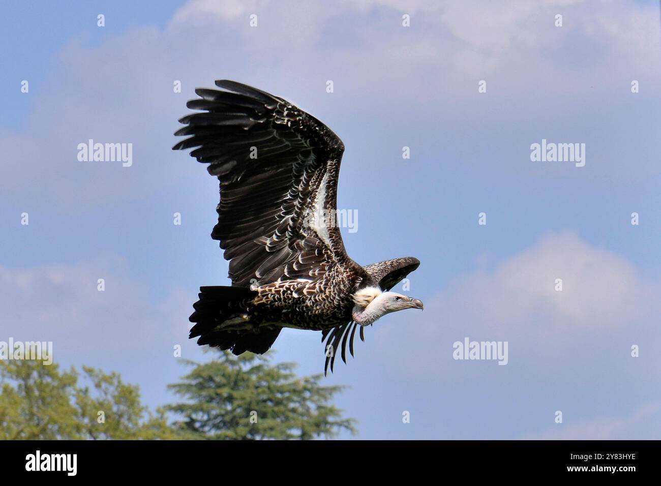 Ruppell's griffon vulture flying in clear weather Stock Photo - Alamy