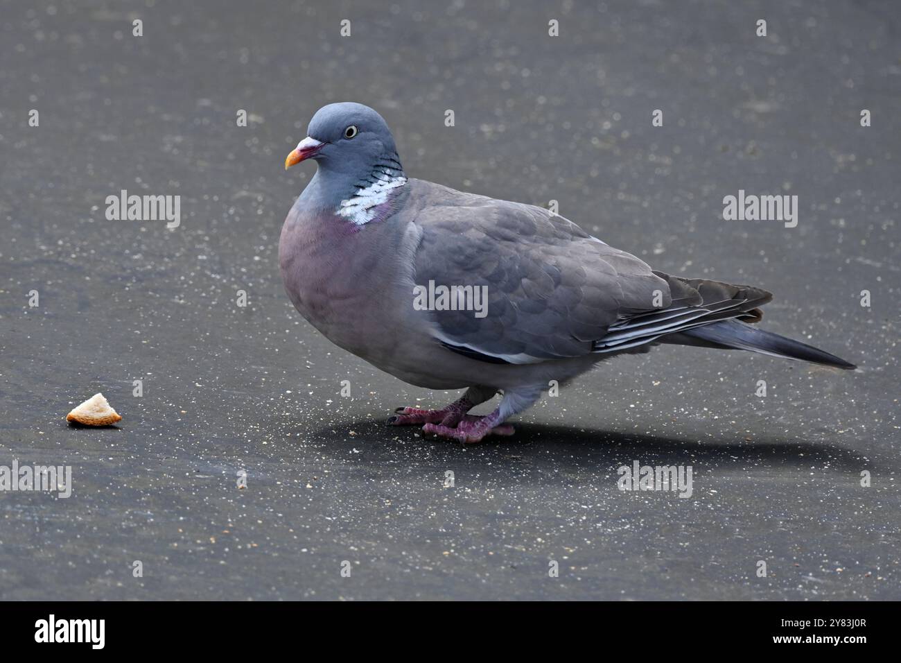 A side view of a Wood plump pigeon looking at a piece of bread Stock ...