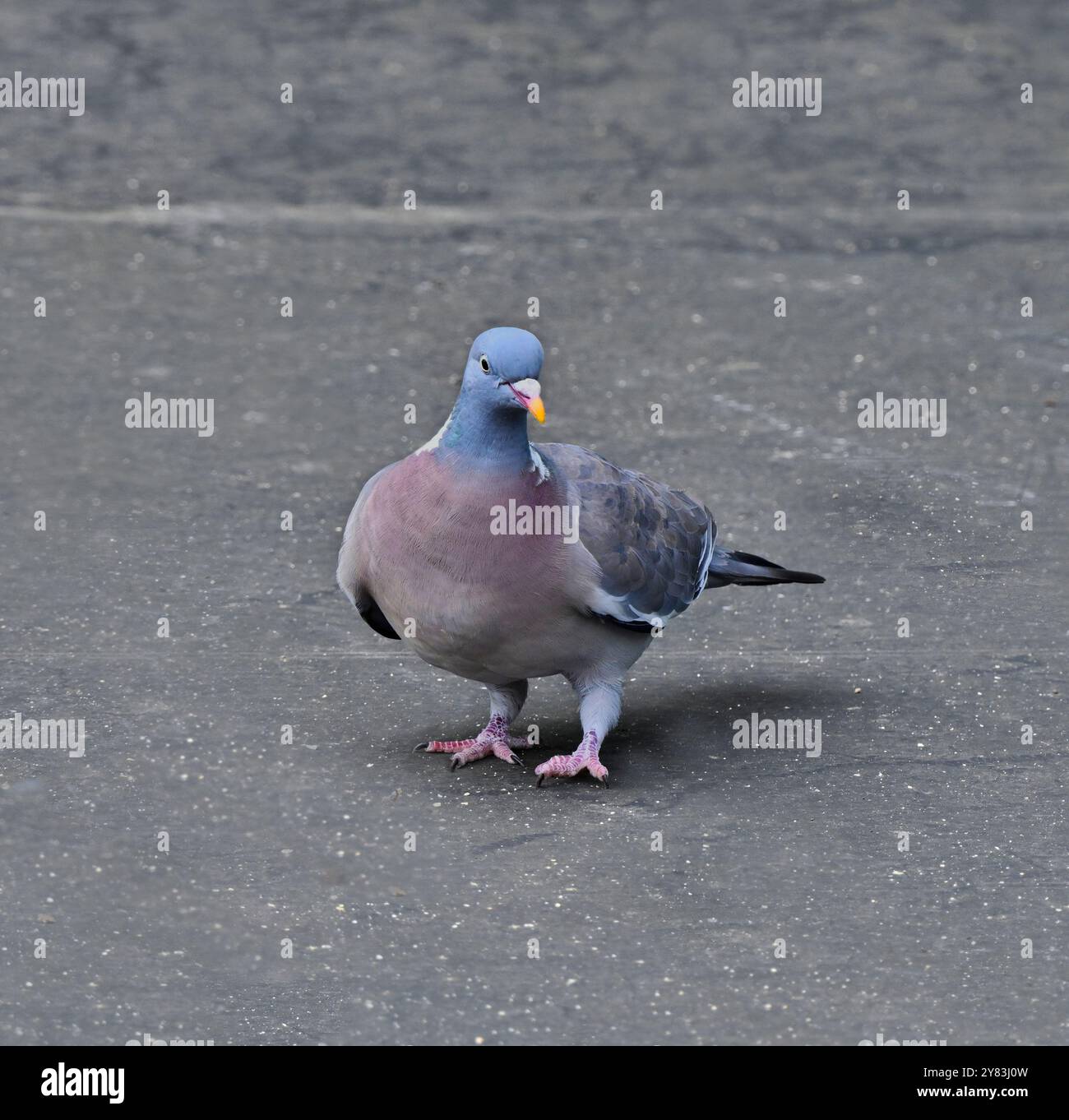A plump, well fed, wood pigeon facing the camera Stock Photo - Alamy