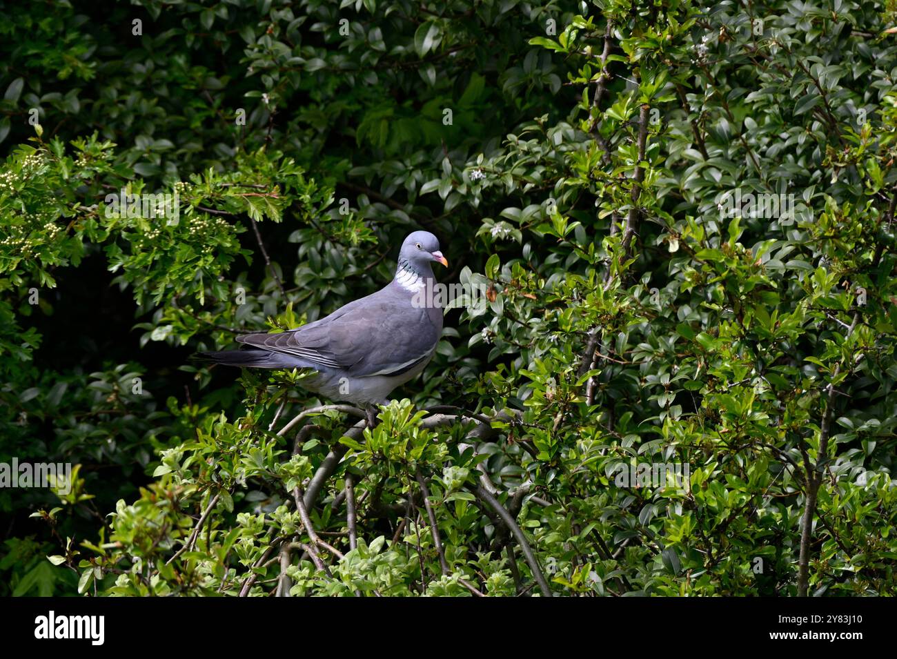 A side view of a Wood pigeon perching in a tree Stock Photo - Alamy