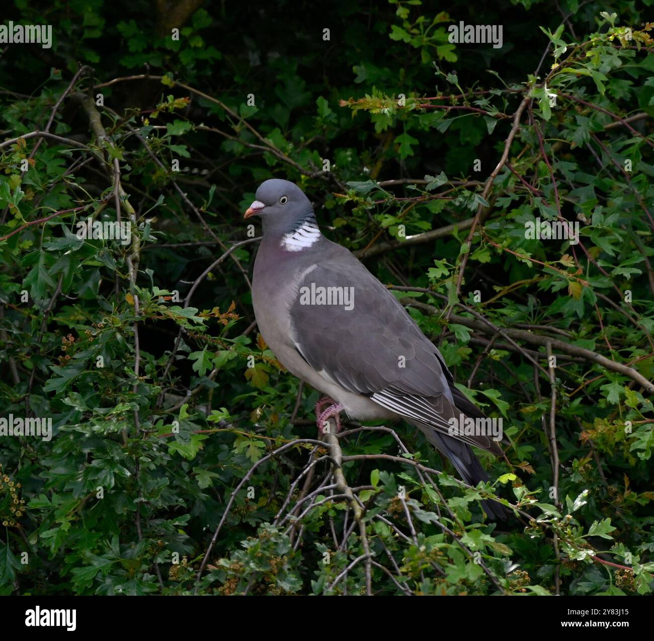 A side view of a Wood pigeon perching in a tree Stock Photo - Alamy