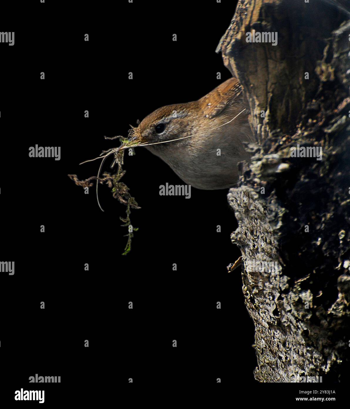 A Wren with nesting material outside the nest hole in the tree Stock ...