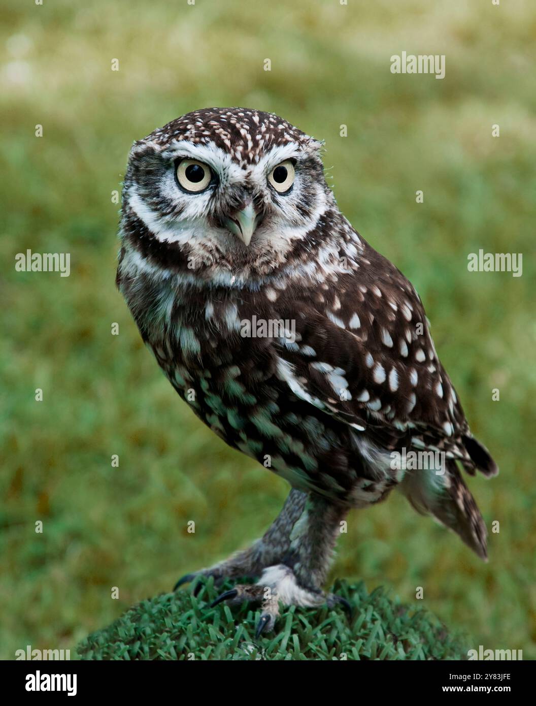 A forward facing Little owl with large yellow eyes Stock Photo - Alamy