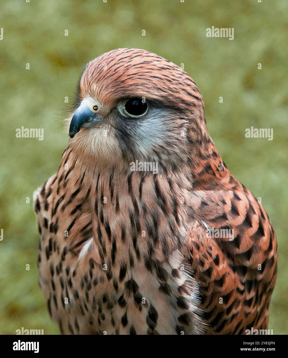 A close-up female Kestrel, head and chest shot Stock Photo - Alamy
