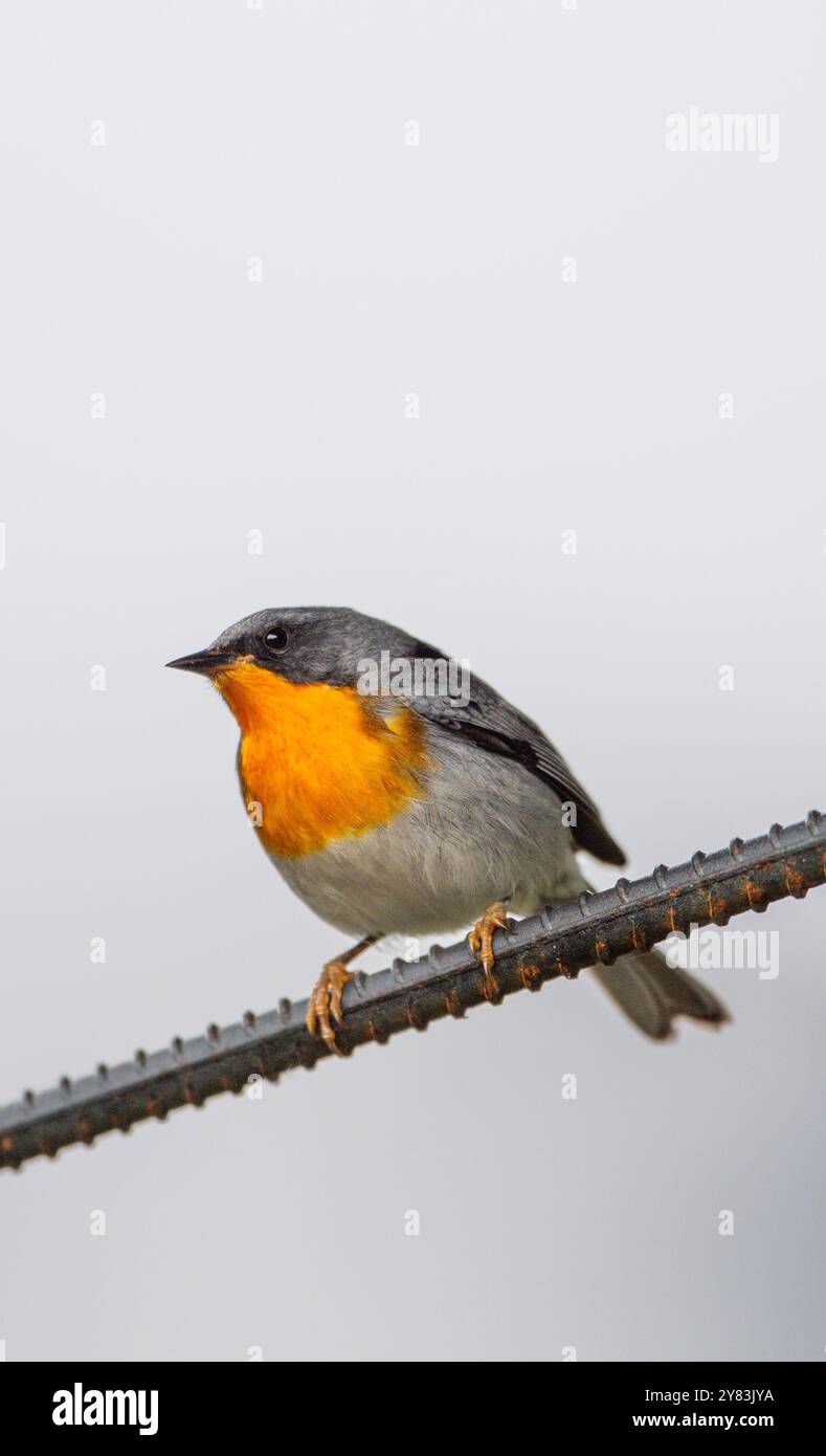Flame-throated Warbler (Oreothlypis gutturalis) of Costa Rica Stock ...