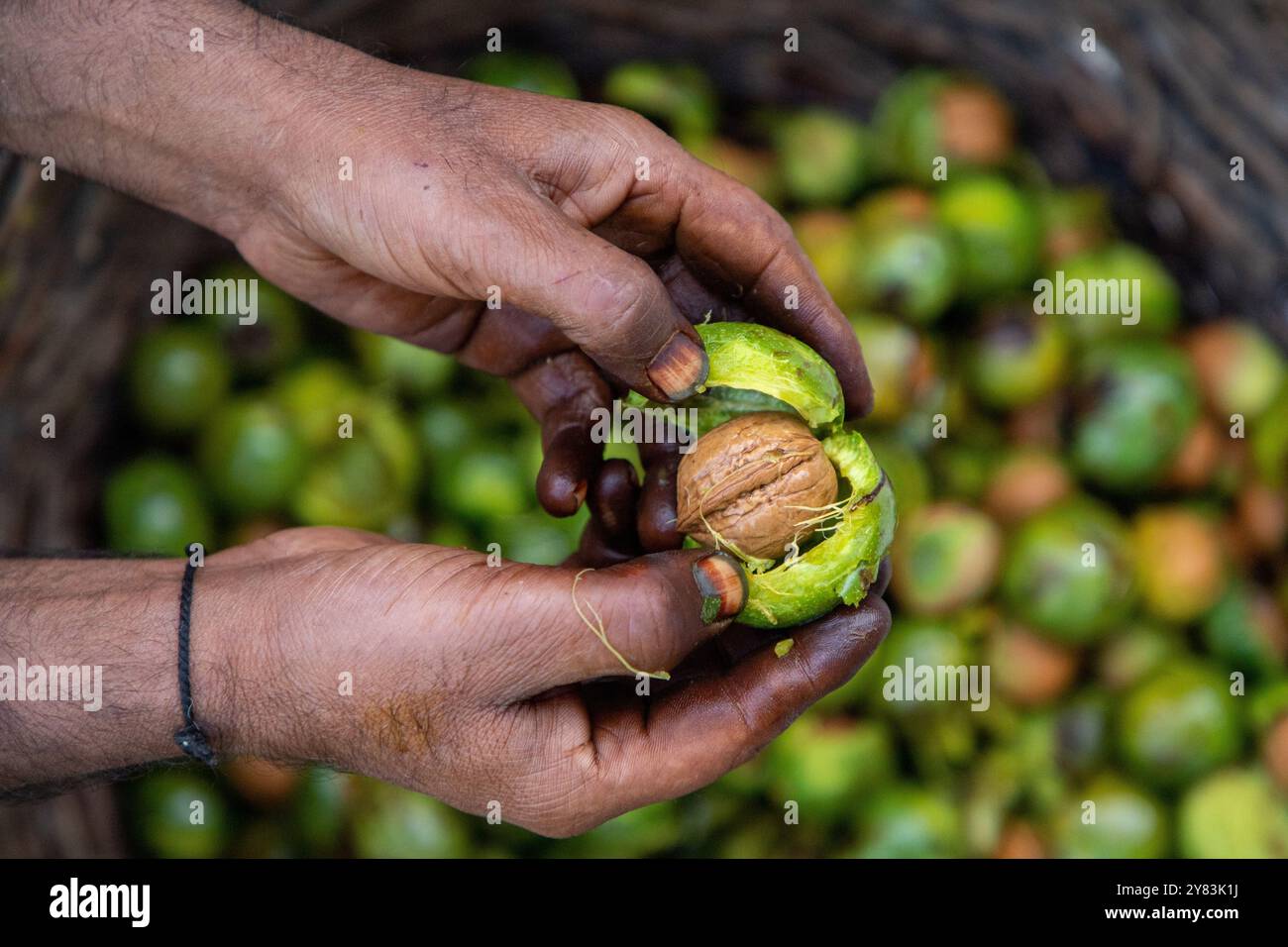 A Kashmiri farmer peels freshly harvested walnuts during the harvesting ...