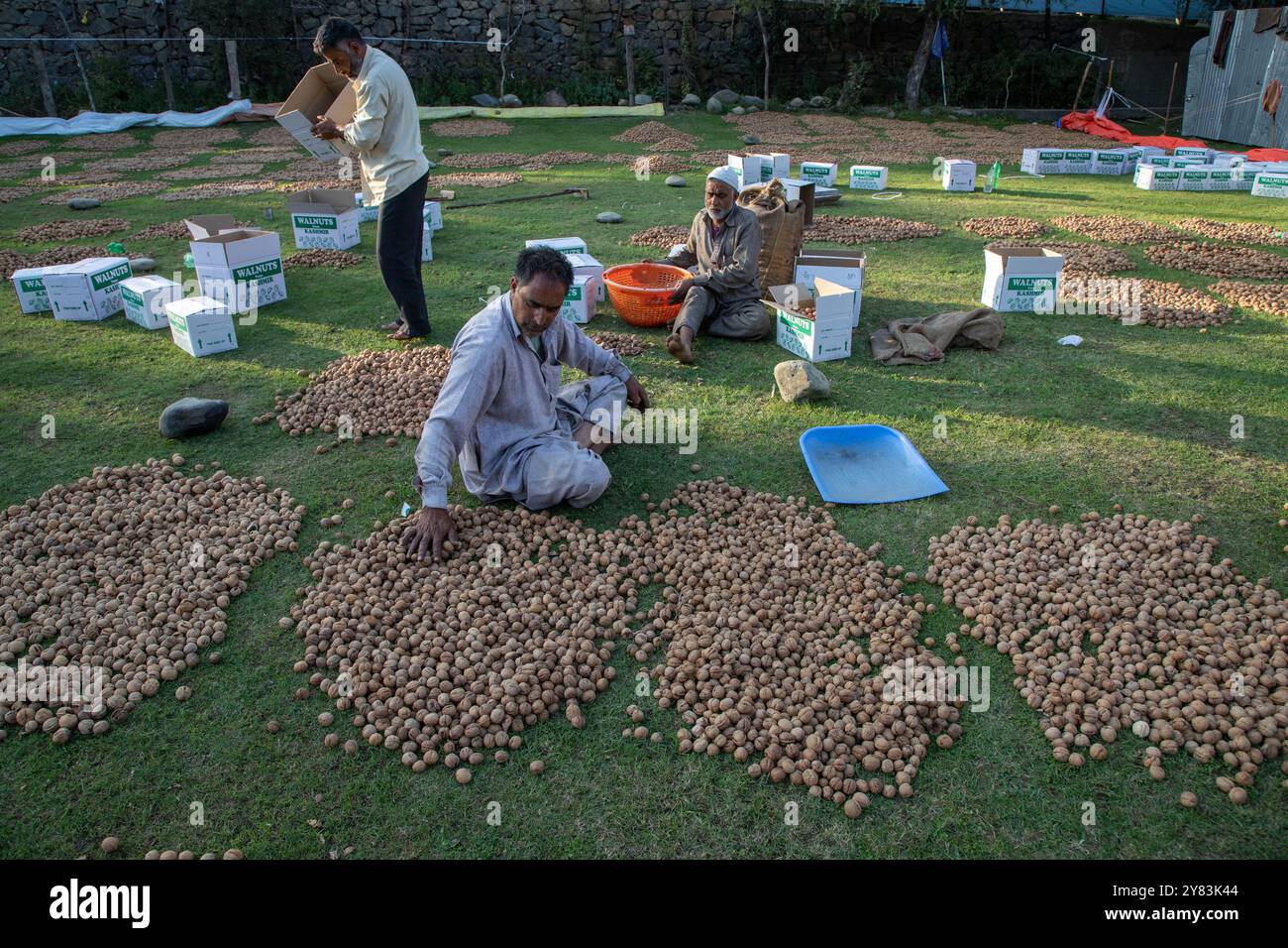 Kashmiri farmers seen packing walnuts after removing their green husks ...