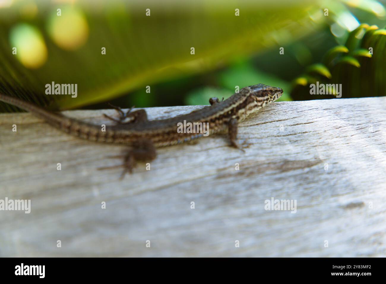 Close-Up of Common Wall Lizard: Blending on a Wooden Terrace Among ...