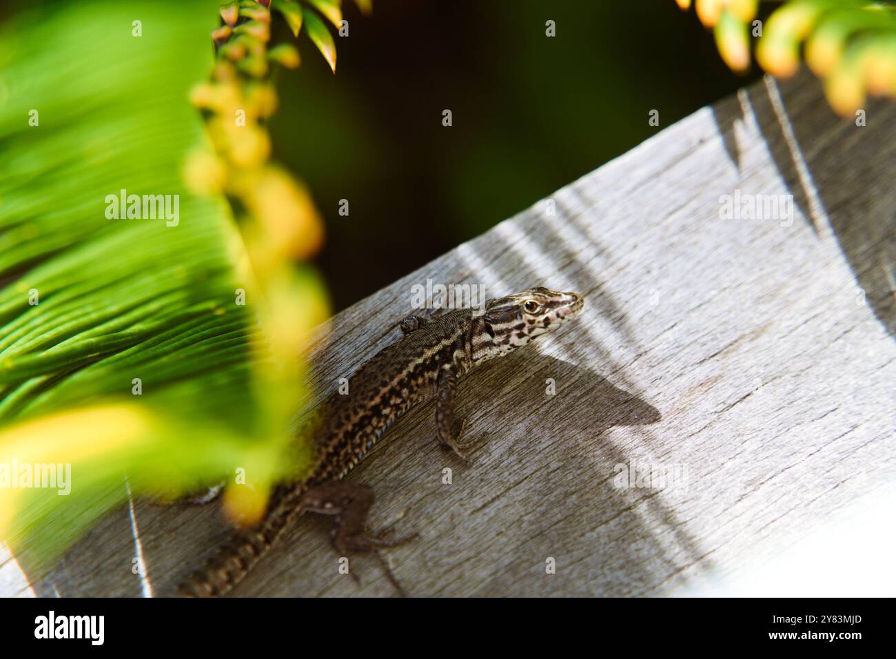 Close-Up of Common Wall Lizard: Blending on a Wooden Terrace Among ...