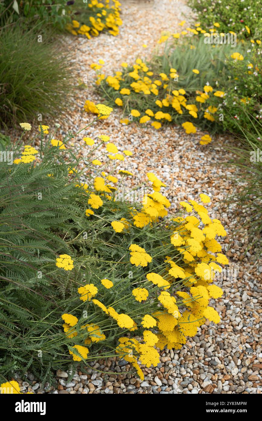 Achillea filipendulina, also called gold plate planted in a way to ...