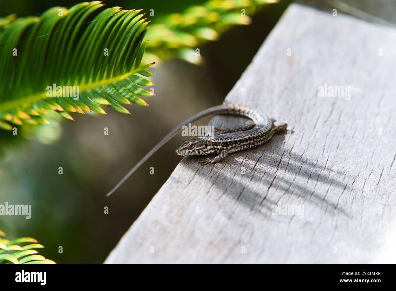 Close-Up of Common Wall Lizard: Blending on a Wooden Terrace Among ...