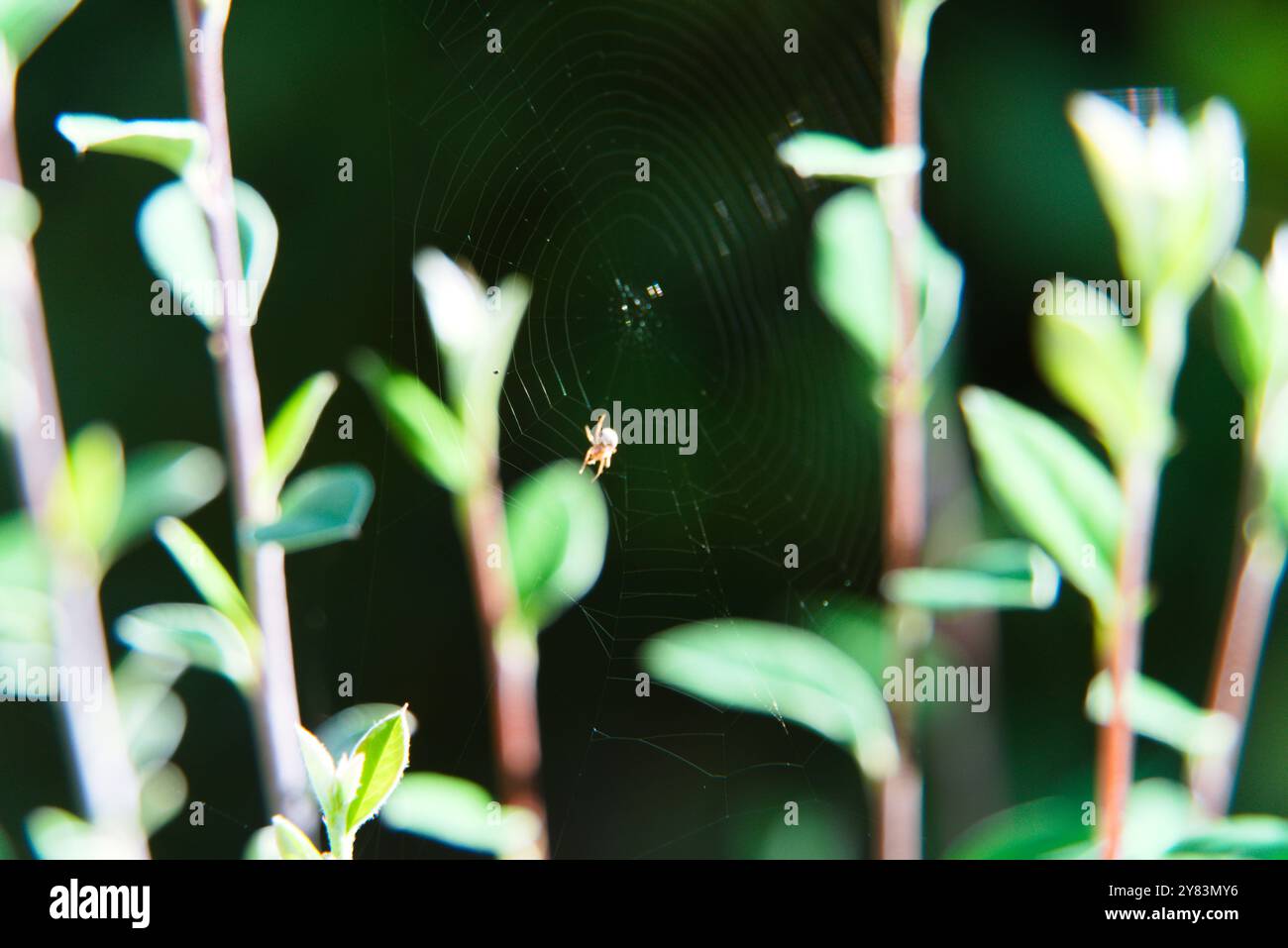 Spider Close-Up: Hidden Among the Trees Stock Photo - Alamy