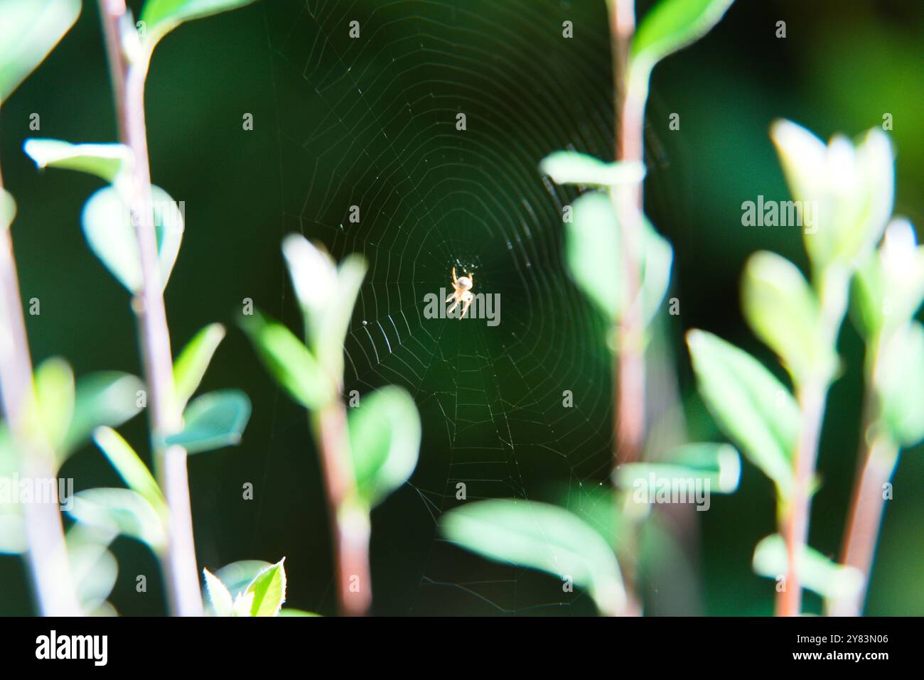 Spider among trees hi-res stock photography and images - Alamy