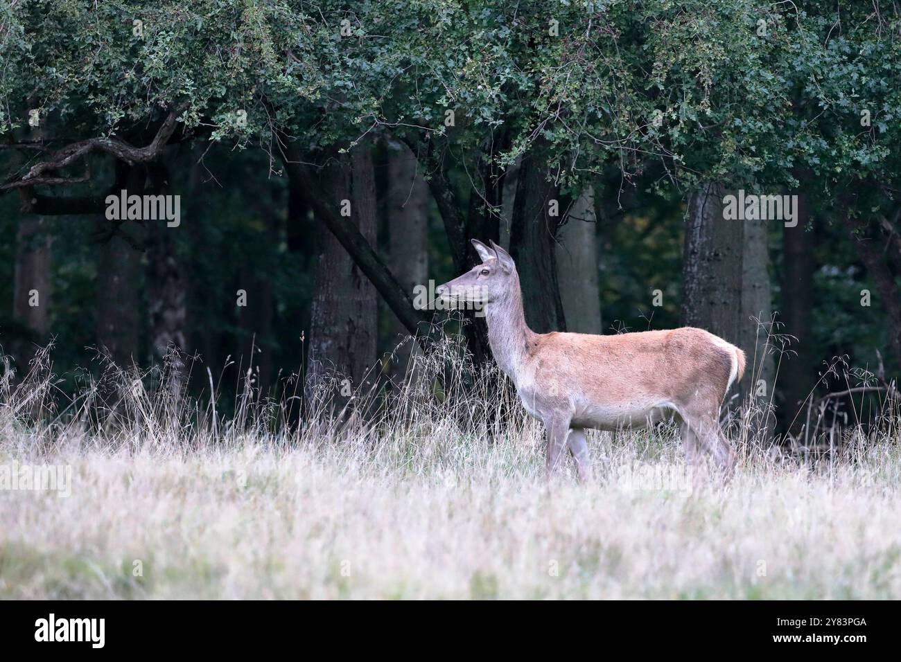 A red deer doe(Cervus elaphus) in the rutting season, standing on grass ...