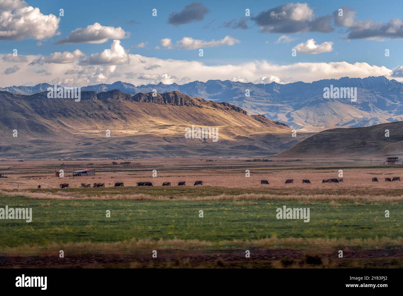 Cattle grazing in fields beneath the Andes mountains, near Puno, Peru ...