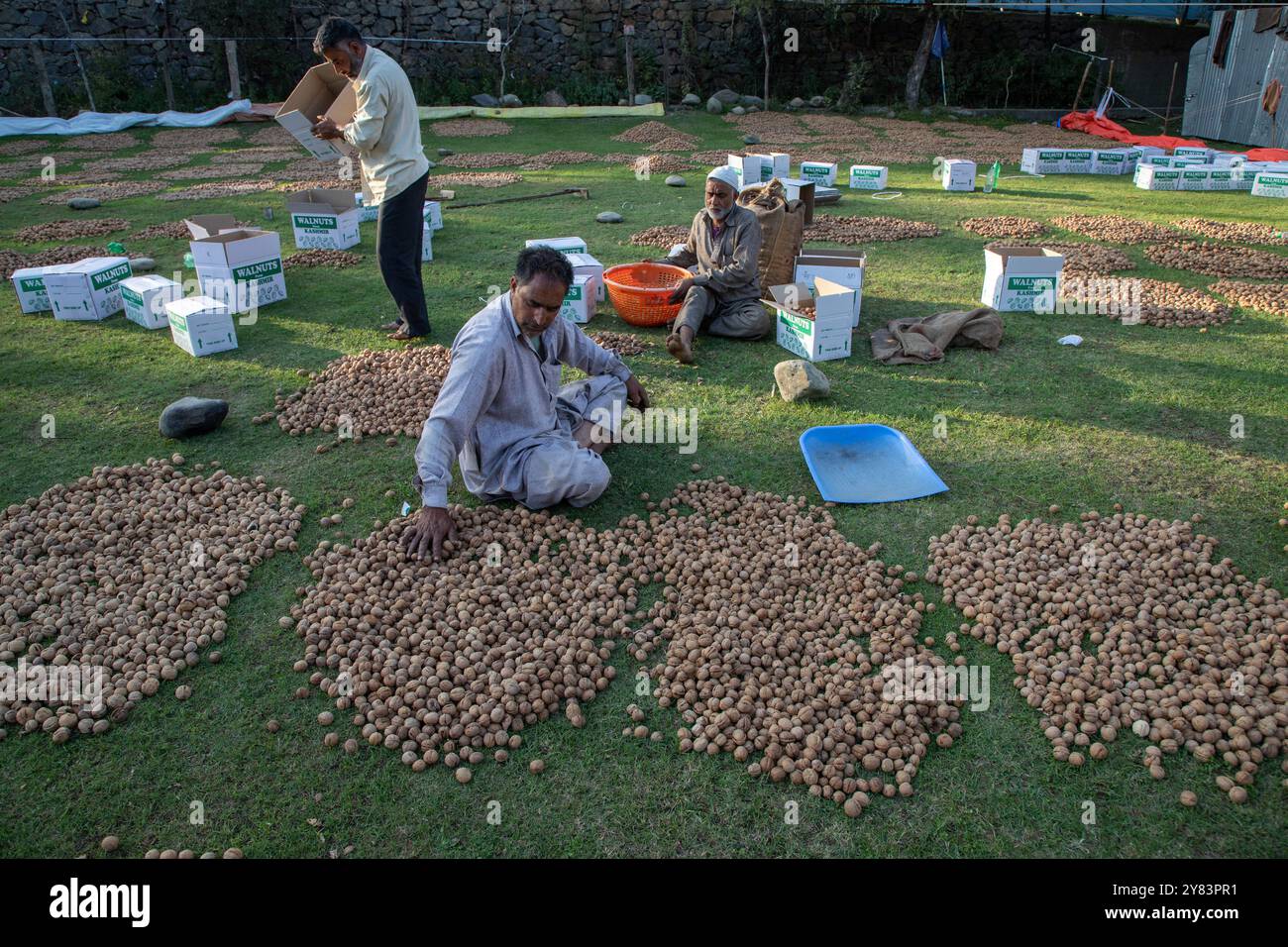 Budgam, India. 3rd Oct, 2024. Kashmiri farmers seen packing walnuts ...
