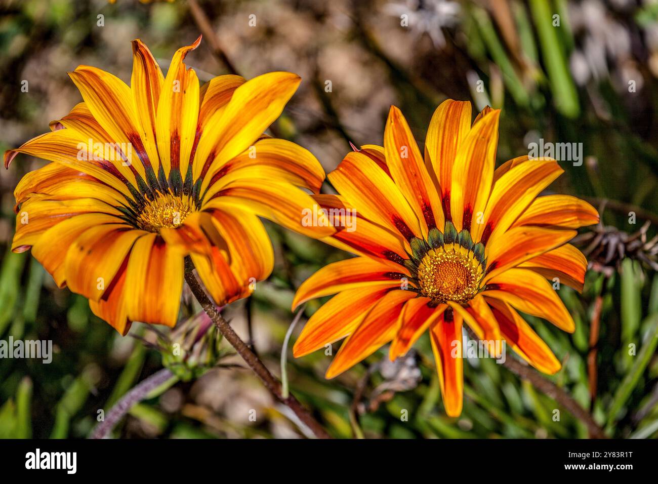 Gazanias in full bloom, Isla del Sol, Lake Titicaca, Bolivia Stock ...