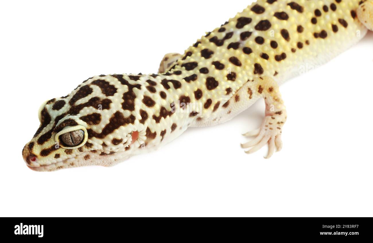 One beautiful gecko isolated on white. Exotic pet Stock Photo - Alamy