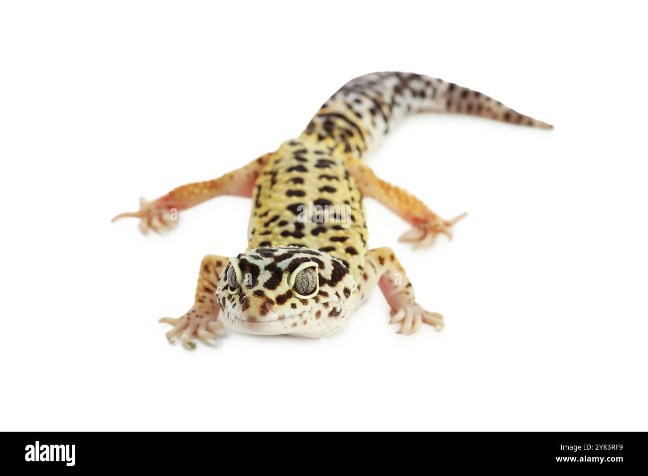 One beautiful gecko isolated on white. Exotic pet Stock Photo - Alamy