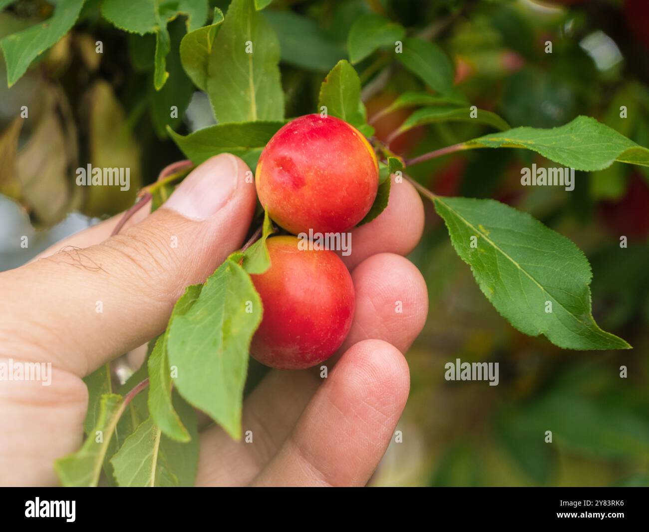 A hand carefully selects a ripe red cherry plums from the tree ...