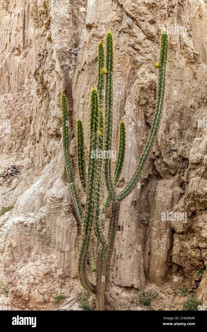 Cactus growing in the Valley of the Moon, La Paz, Bolivia Stock Photo ...