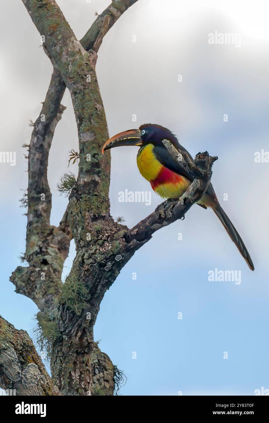 Chestnut eared aracari iguazu hi-res stock photography and images - Alamy