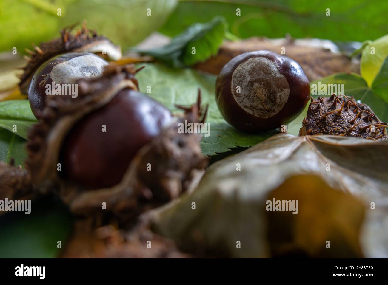 Conkers in Forest Stock Photo - Alamy